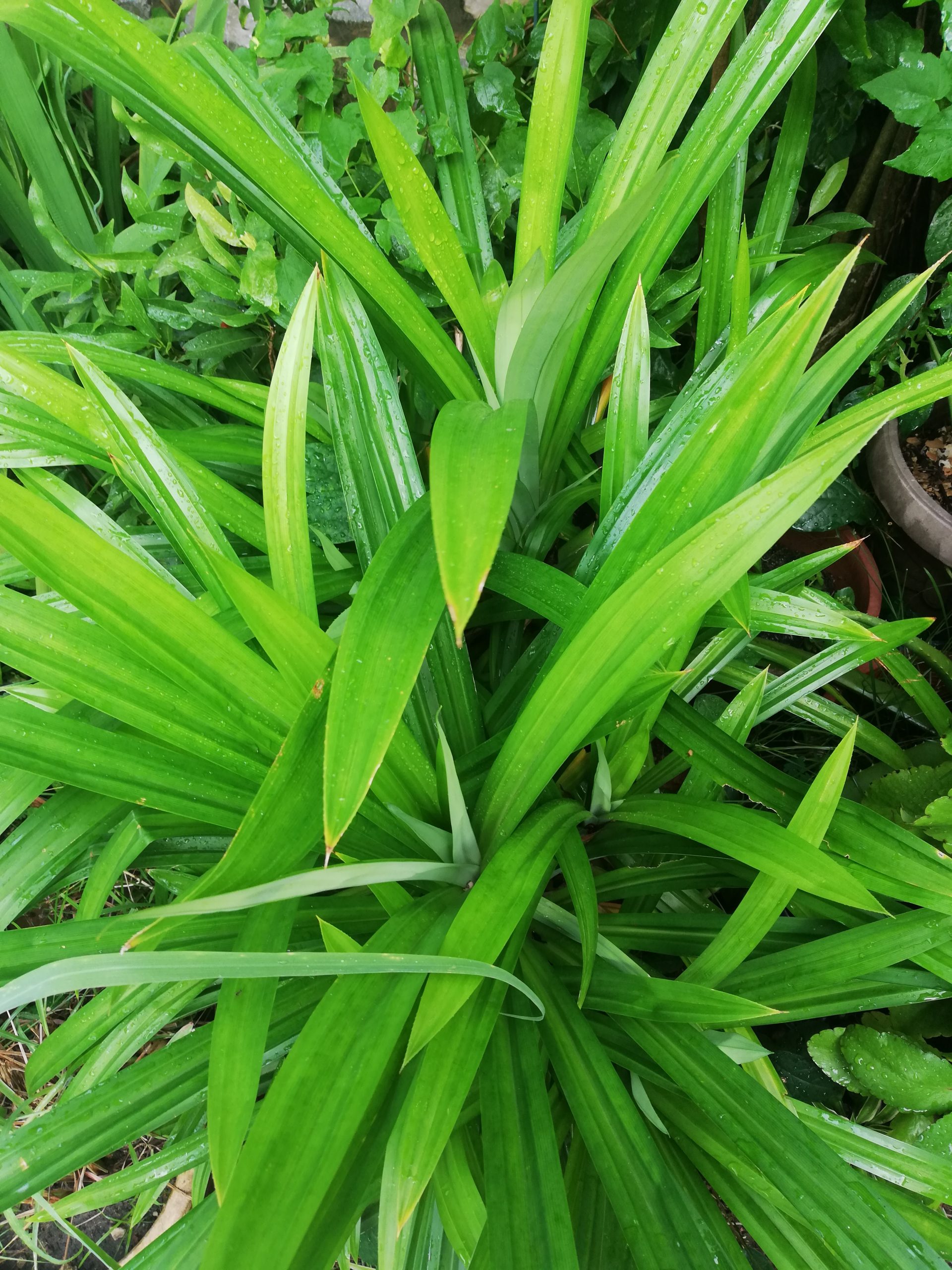 The Phenomenal Pandan - Free2Cure